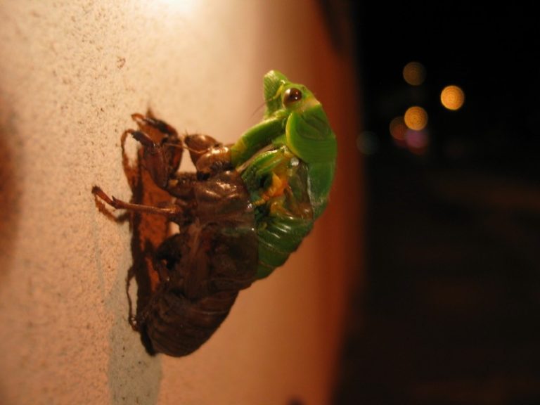 Green Grocer – Cicada Mania