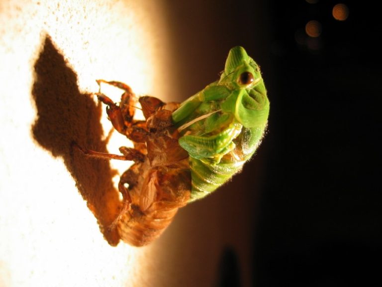 Green Grocer – Cicada Mania