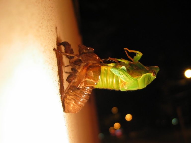 Green Grocer Emerging – Cicada Mania