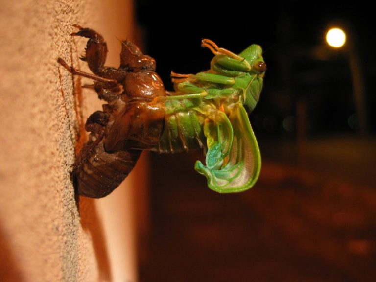Green Grocer – Cicada Mania