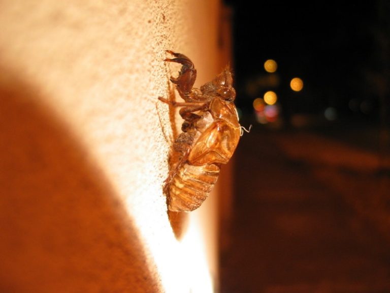 Green Grocer Emerging – Cicada Mania