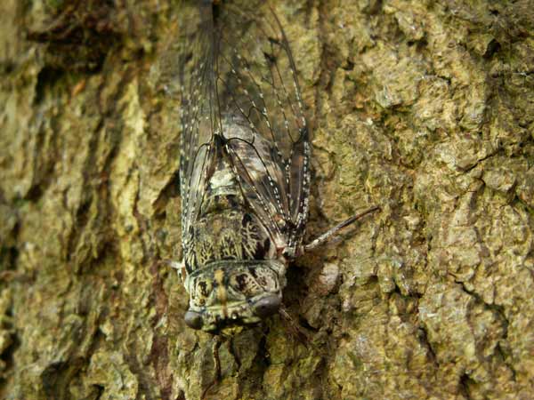 Australian Cicada Names - Cicada Mania