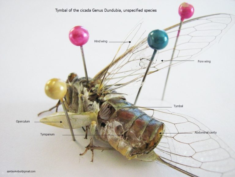 Cicada anatomy photo by Santisuk Vibul. Dundubia sp. – Cicada Mania