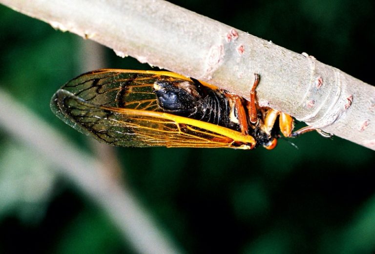 June 2007 – Cicada Mania