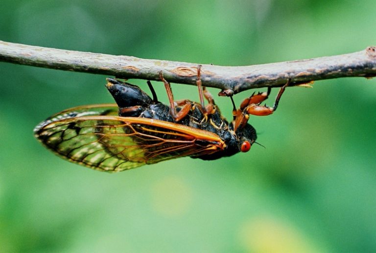 June 2007 – Cicada Mania