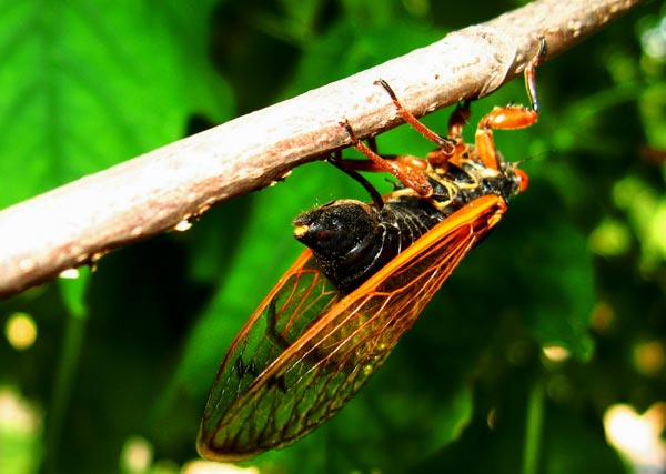 A couple of nice cicada photos from Joe Balynas - Cicada Mania