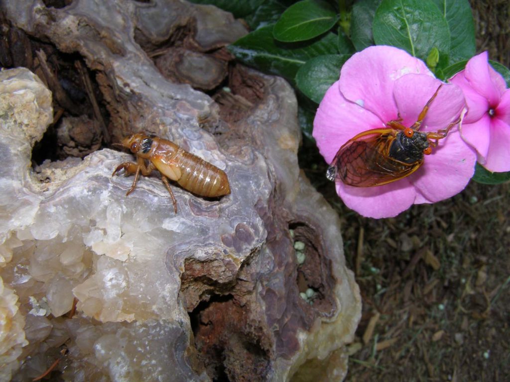 Jan & Roger’s Brood XIII Magicicada Gallery. - Cicada Mania