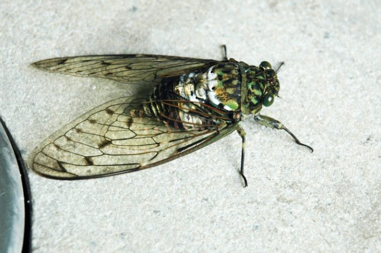 Cicadas of Japan – Cicada Mania