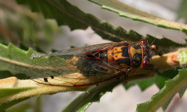 Australian Cicada Names - Cicada Mania