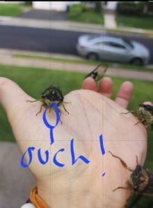 Do cicadas bite or sting? – Cicada Mania