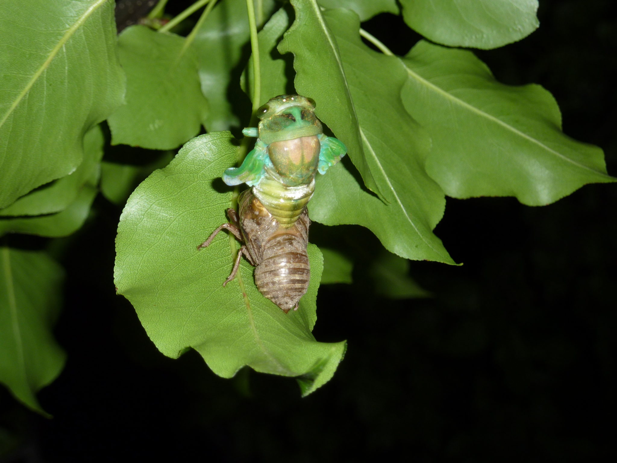 10 new Tibicen photos from Elias Bonaros - Cicada Mania