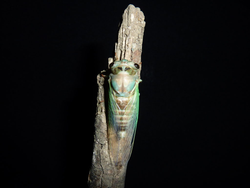 10 new Tibicen photos from Elias Bonaros - Cicada Mania