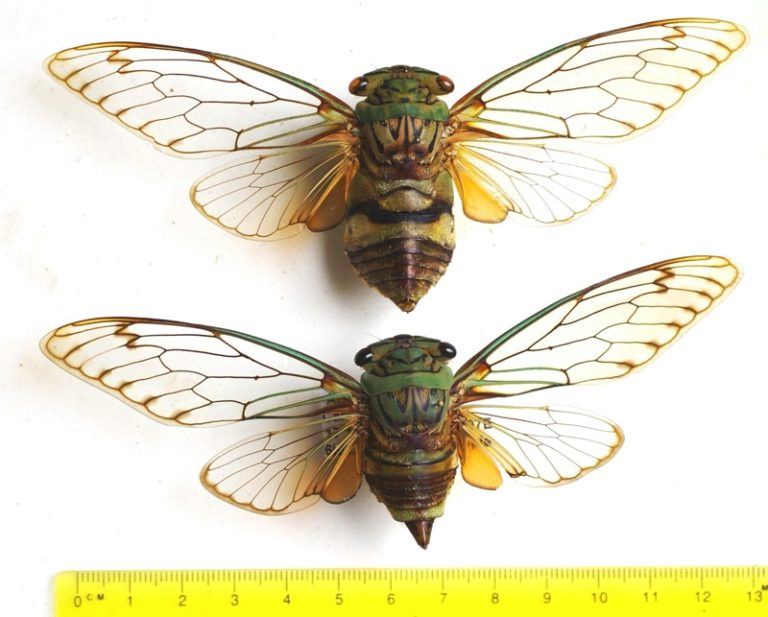 Australian Cicada Names - Cicada Mania