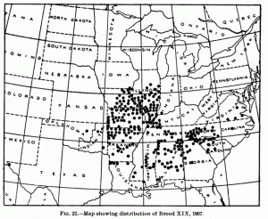 Brood III or Brood XIX – Cicada Mania