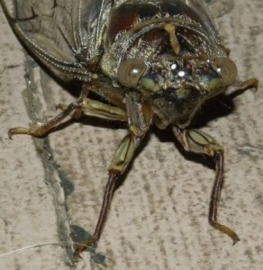 This is a razor grinder cicada (Henicopsaltria eydouxii) – Cicada Mania