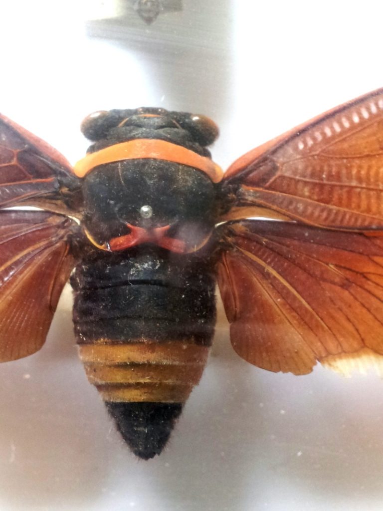 A day at the Staten Island Museum – Cicada Mania