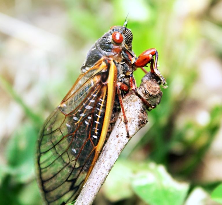 Brood II cicada photos from Front Royal, Va – Cicada Mania