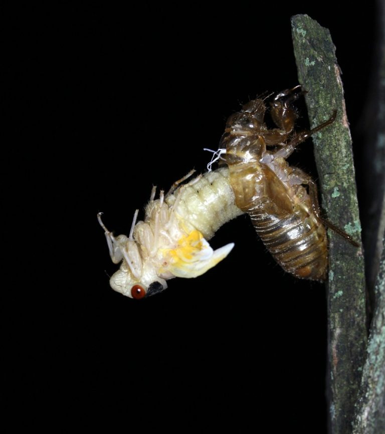 Finneytown Ohio 17 year Cicada Acceleration – Cicada Mania