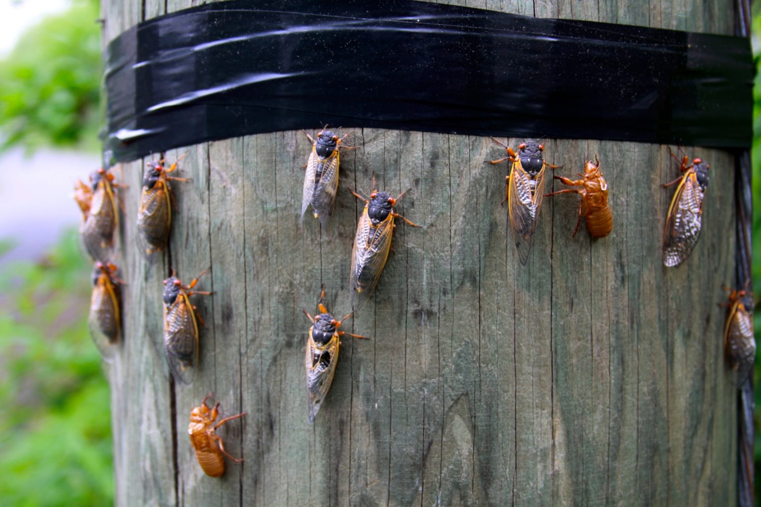 Brood II Magicicada photos from Scotch Plains, NJ - Cicada Mania