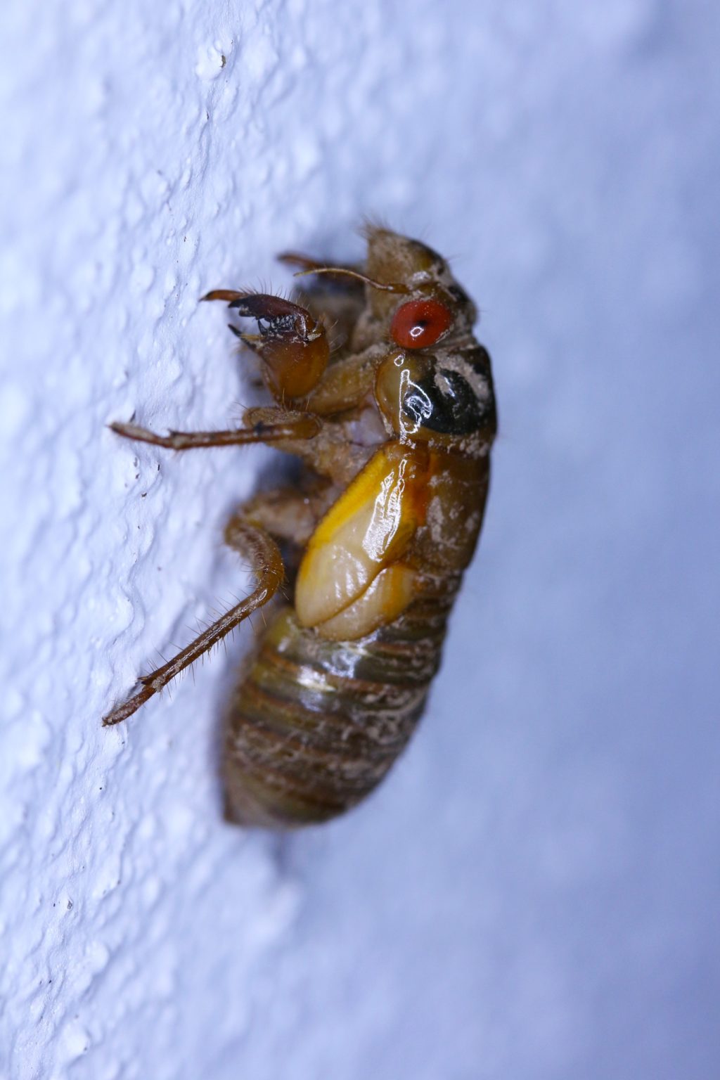 Roy Troutman’s 2013 Brood II cicada photos - Cicada Mania