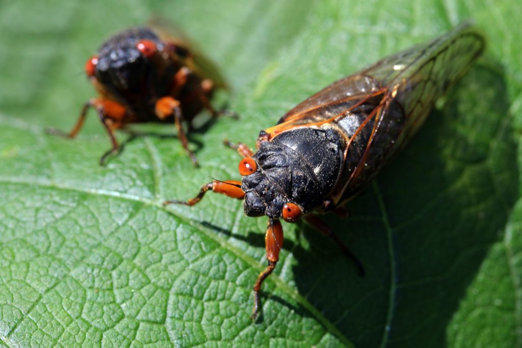 Edward Johnson - Cicada Mania