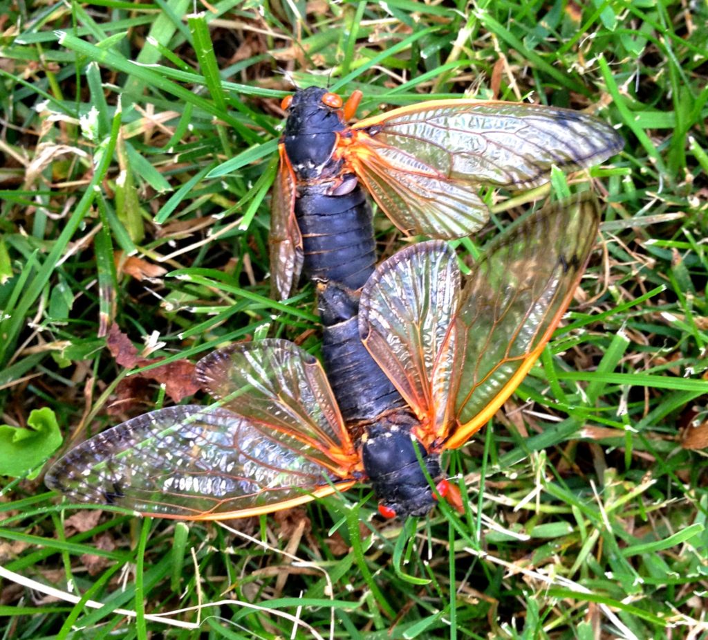 Brood II Magicicada photos from Scotch Plains, NJ - Cicada Mania