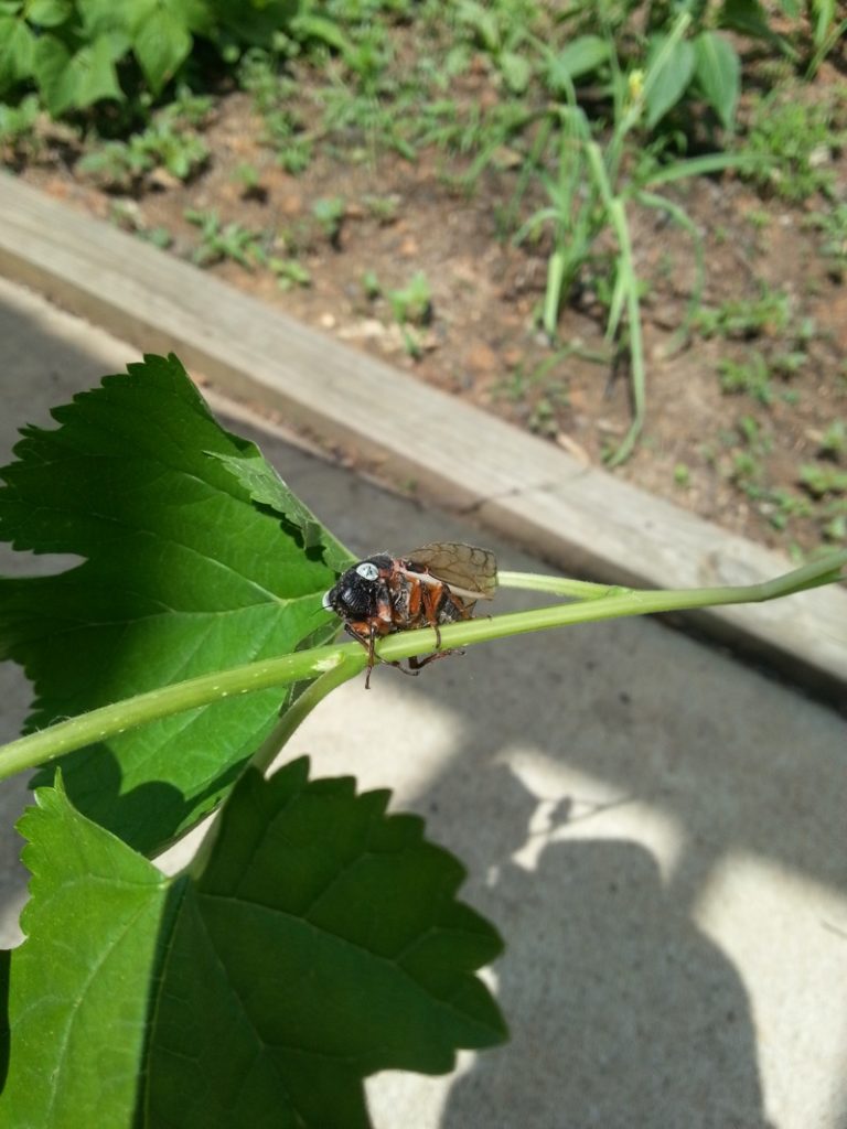 Jean-Francois Duval’s Cicada Photos from Connecticut – Cicada Mania