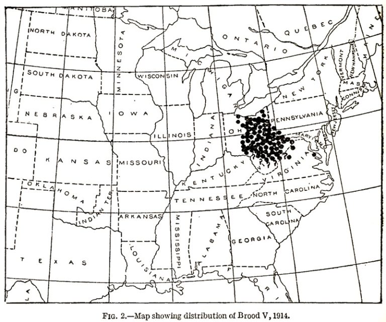 Brood V 17-Year Cicadas Due in Spring of 2016 – Cicada Mania