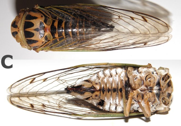 Neotibicen winnemanna (Davis, 1912) aka Eastern Scissor(s) Grinder ...