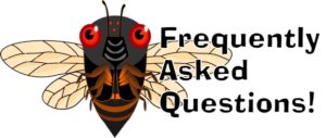 Frequently asked questions about cicada insects - Cicada Mania