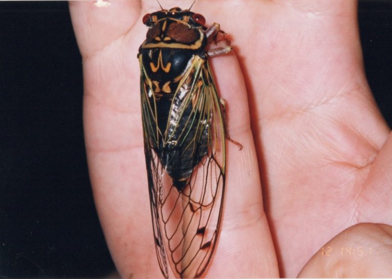 Cicadas of Japan – Cicada Mania