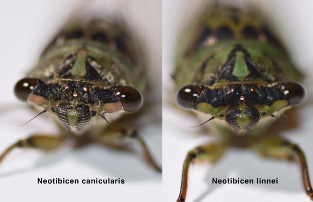 Teneral - Cicada Mania