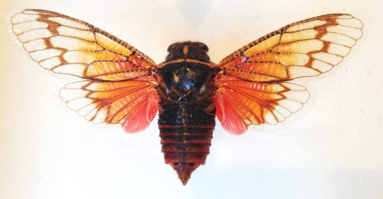 Cicadas of Africa – Cicada Mania