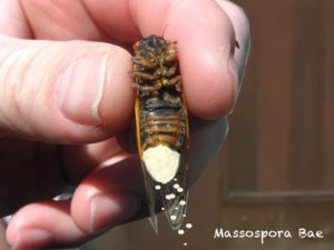 The Cicada Mania Blog: News, Findings, and Discoveries About Cicadas
