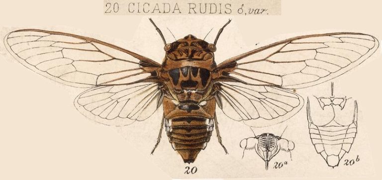 Cornuplura rudis (Walker, 1858) – Cicada Mania