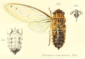 Purana conspicua Distant, 1910 – Cicada Mania
