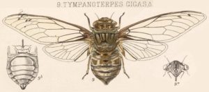 Quesada gigas (Olivier, 1790) aka Giant Cicada – Cicada Mania