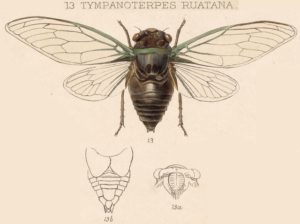 Diceroprocta ruatana (Distant, 1891) – Cicada Mania