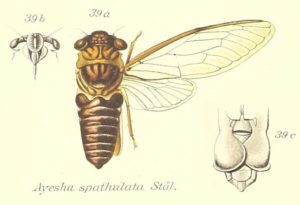 Ayesha serva (Walker, 1850) – Cicada Mania
