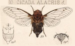 Diceroprocta alacris & Diceroprocta apache – Cicada Mania