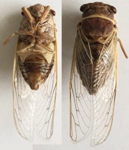 Diceroprocta alacris & Diceroprocta apache – Cicada Mania