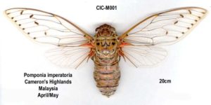 Indonesia - Cicada Mania