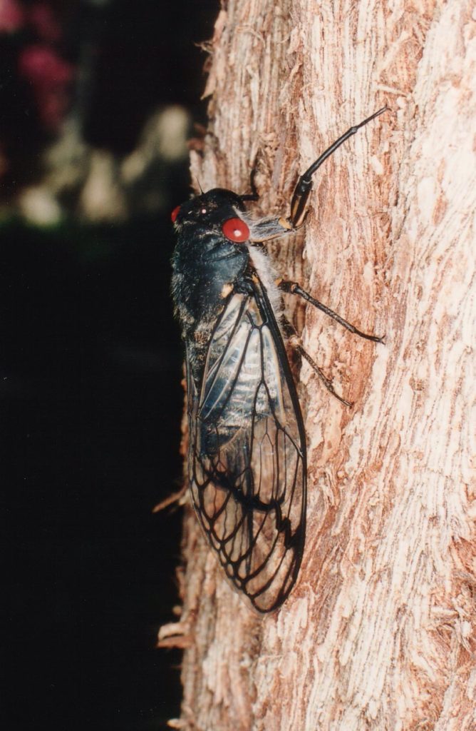Psaltoda moerens (Germar, 1834) – Cicada Mania