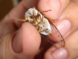 Diceroprocta olympusa (Walker, 1850) aka Olympic Scrub Cicada – Cicada ...