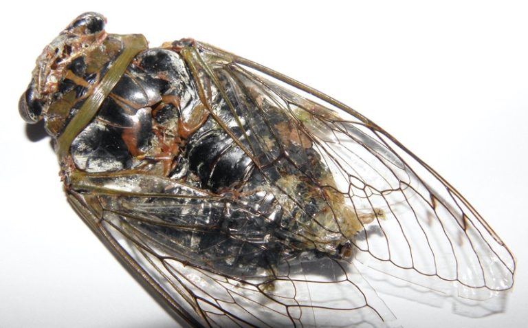 Squashed Megatibicen auletes – Cicada Mania