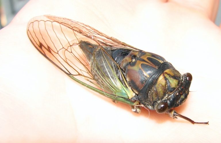 Neotibicen lyricen lyricen (De Geer, 1773) aka Lyric Cicada – Cicada Mania
