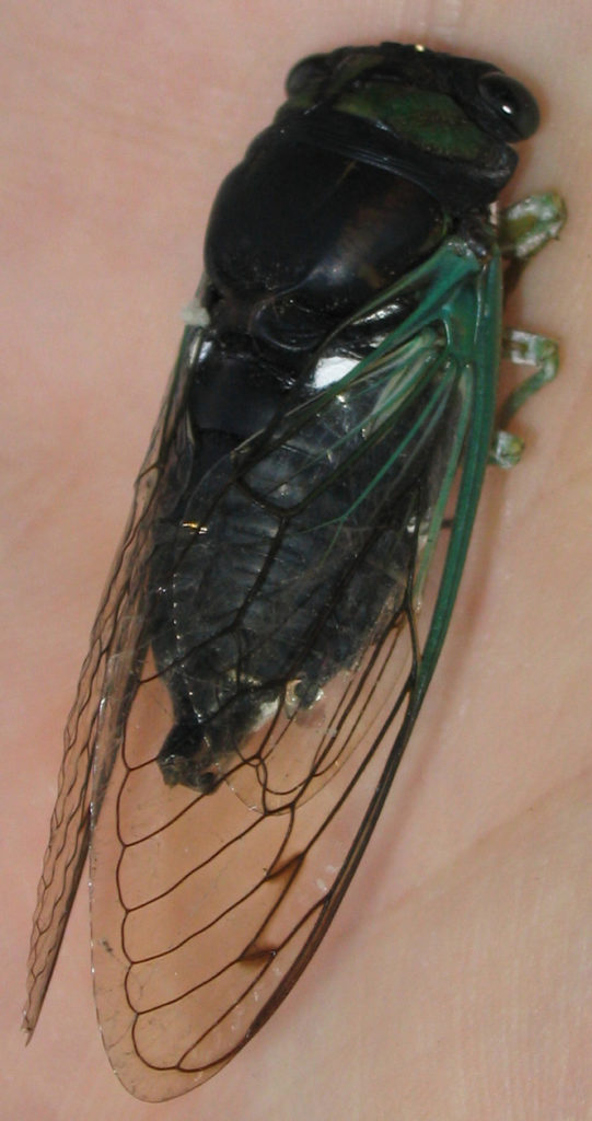 Neotibicen tibicen tibicen photos – Cicada Mania