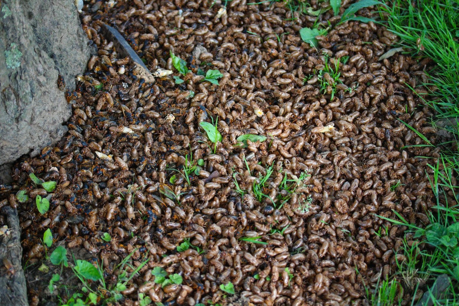 Please use the correct imagery for 17 year cicadas – Cicada Mania