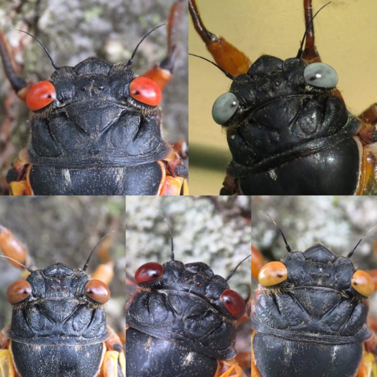 Periodical cicada photos and video from Brood V – Cicada Mania