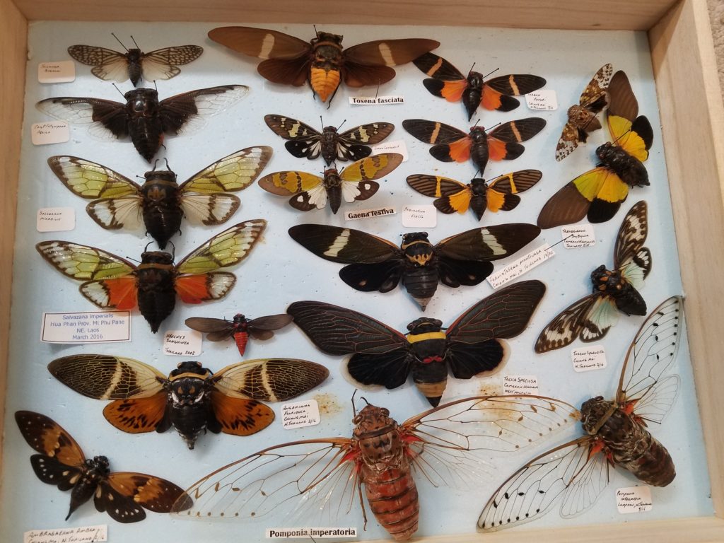 The Cicada Mania Blog: News, Findings, and Discoveries About Cicadas ...